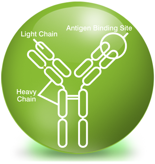 Home - Ab Biotechnology